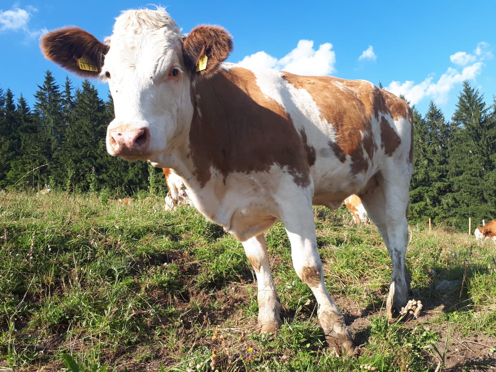 Versuchs- und Bildungszentrum für Rinderhaltung - Grub